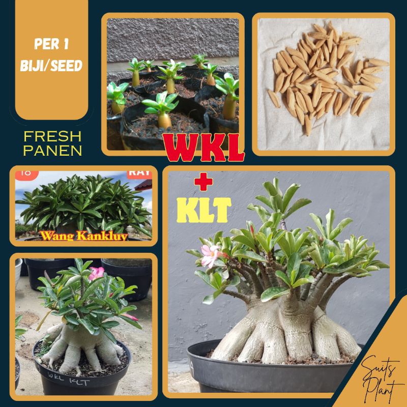 Jual Benih Biji Seed Adenium Arabicum Hybrid i.d WKL+KLT | Shopee Indonesia