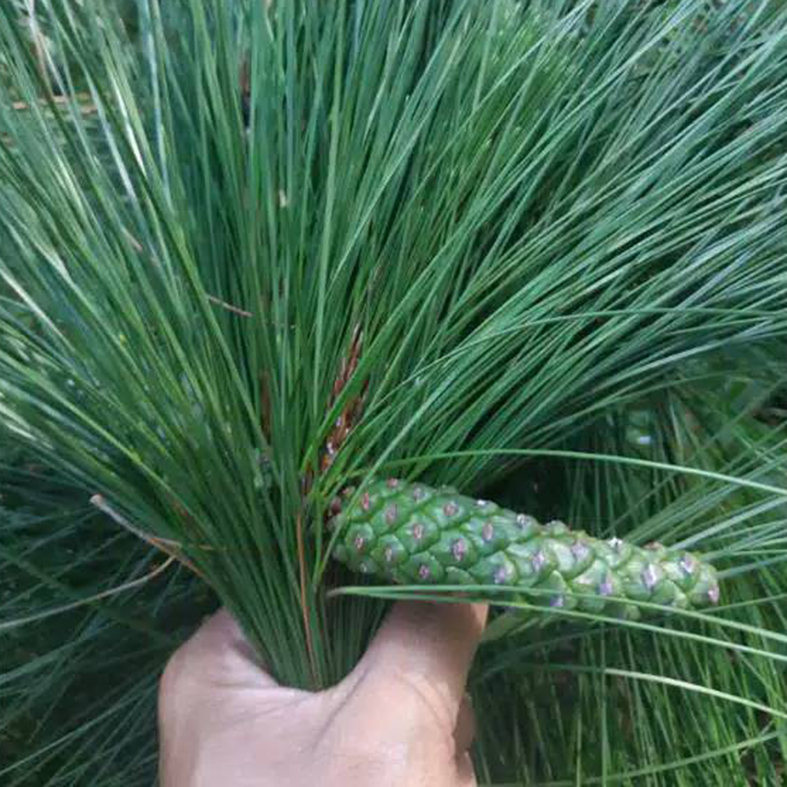 Jual Daun pinus segar murah 1kg | Shopee Indonesia