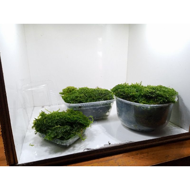 Jual tanaman aquascape Moss ricardia murah grade | Shopee Indonesia