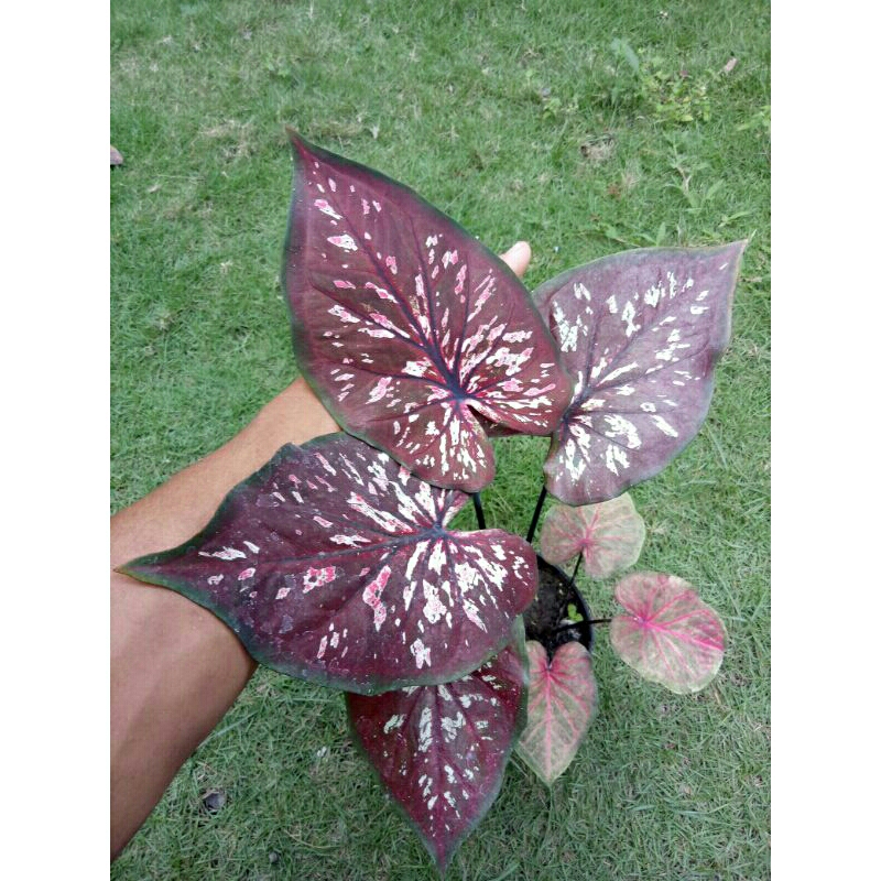 Jual Caladium/Keladi Hybrid | Shopee Indonesia