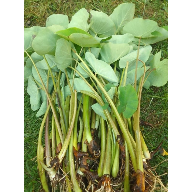 Jual PAKET 50 BATANG BIBIT UNGGUL TALAS BENTUL BOGOR KETAN WANGI (BUKAN ...