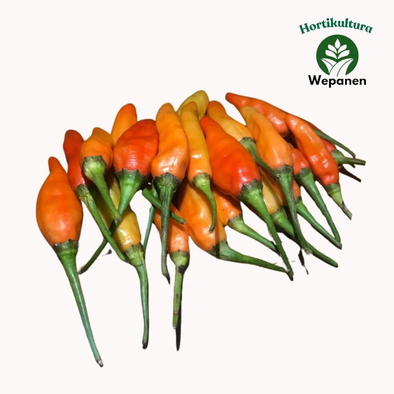 Jual Cabe Rawit Ori Super Fresh 500gr | Shopee Indonesia