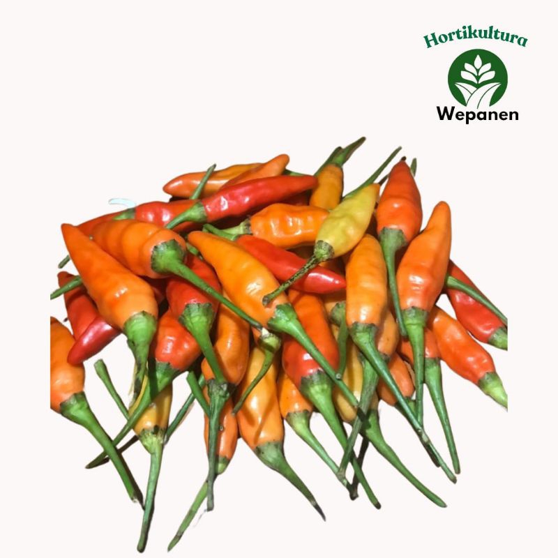 Jual Cabe Rawit Ori Super Fresh Ori Sleman 1kg | Shopee Indonesia