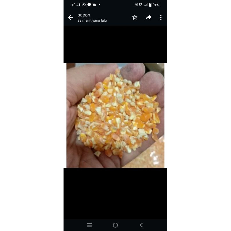 Jual menir jagung, jagung giling pakan ternak | Shopee Indonesia