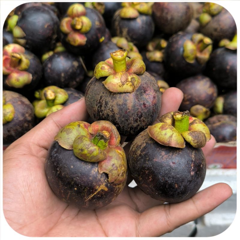 Jual BUAH MANGGIS PADANG [ 500GR ] MANIS FRESH | Shopee Indonesia