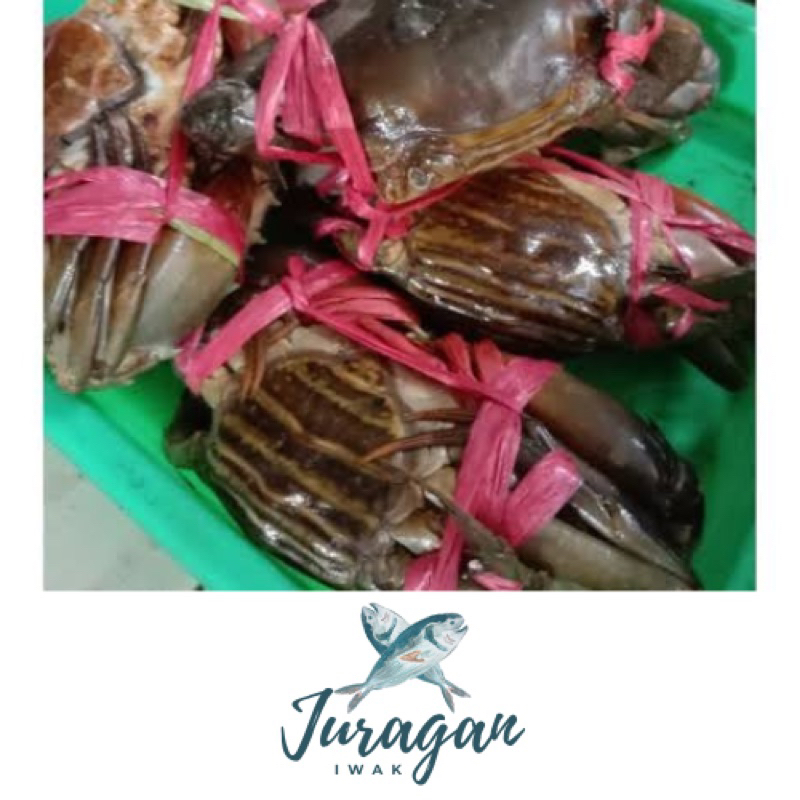 Jual Kepiting (1 kg dan 500 gr) | Shopee Indonesia