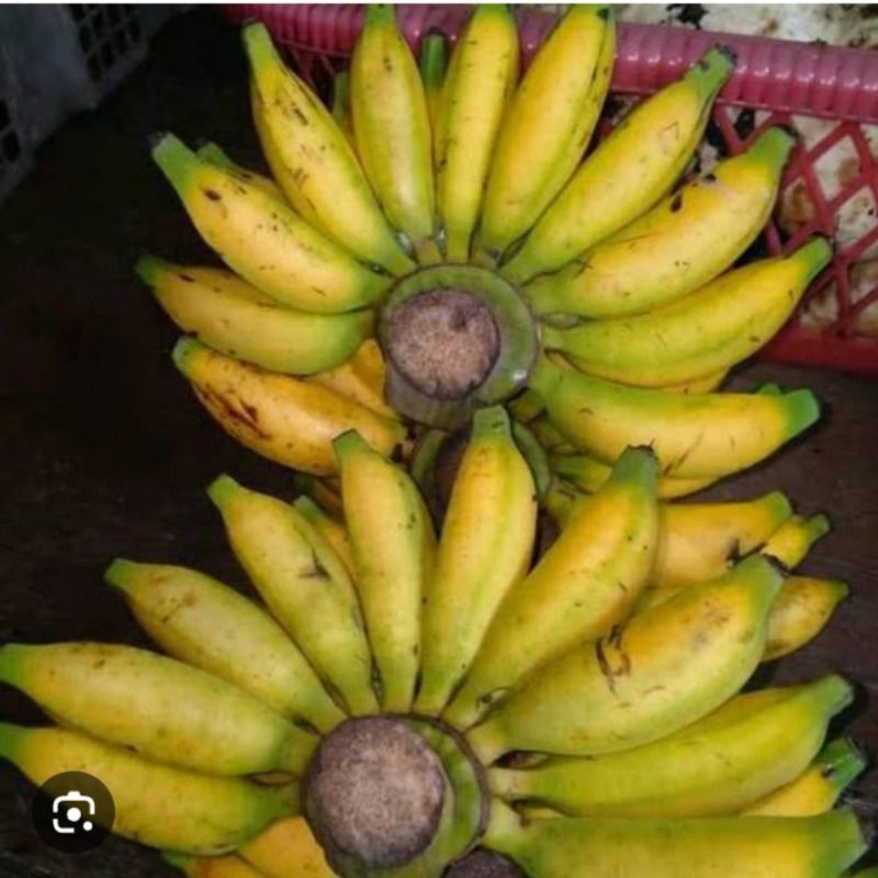 Jual PROMO PISANG MULI KECIL KECIL MANTAP harga/1 kg | Shopee Indonesia