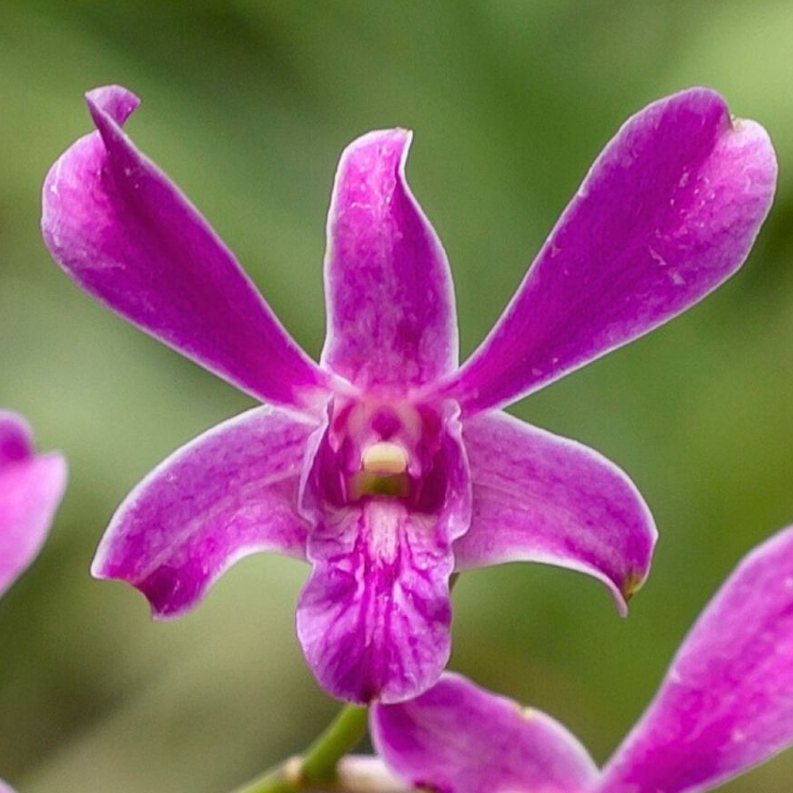 Jual Anggrek Dendrobium Mahapena , ID REGISTER, Dewasa Bunga Cantik ...