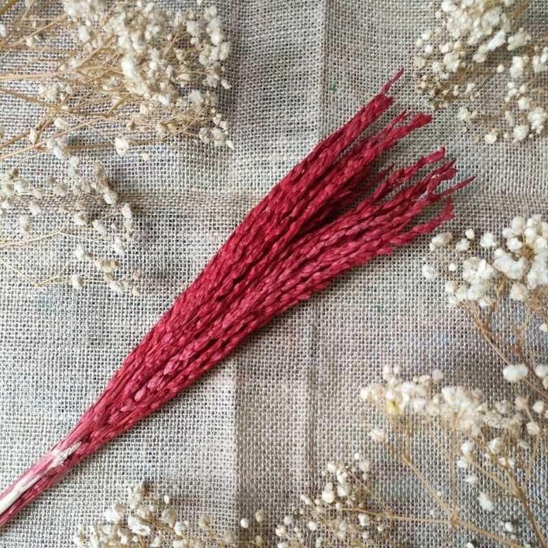Jual bunga kering jagung 1 ikat isi 3-5 tangkai bunga buket bahan buket ...