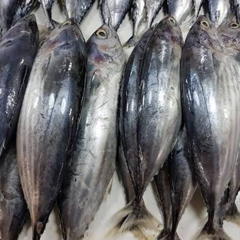 Jual Ikan Tongkol Apollo (cakalang)/ tongkol lisong (aceh/biasa ...