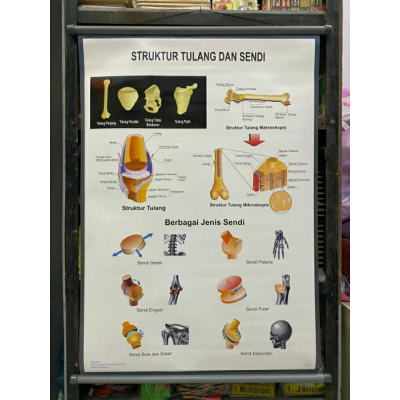 Jual SaranaPeraga - Carta Poster Gambar Struktur Tulang Dan Sendi ...