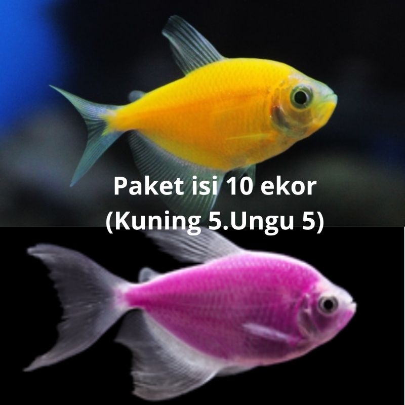 Jual Glowfish isi 10 Ekor/Paket Kuning dan Ungu/Ikan Hias Warna Warni ...