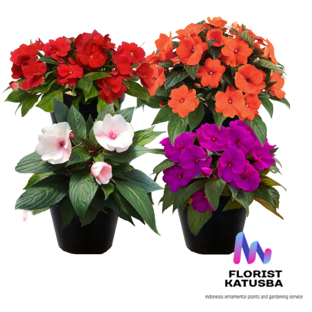 Jual paket 4 tanaman hias bunga impatiens walleriana random | Shopee ...