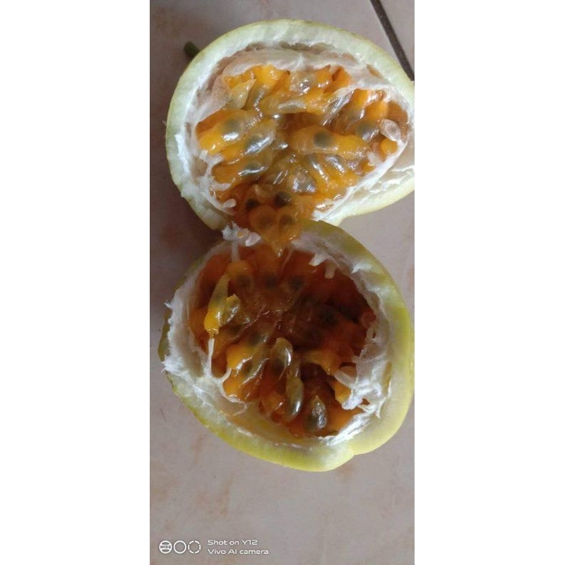 Jual Markisa segar | Shopee Indonesia