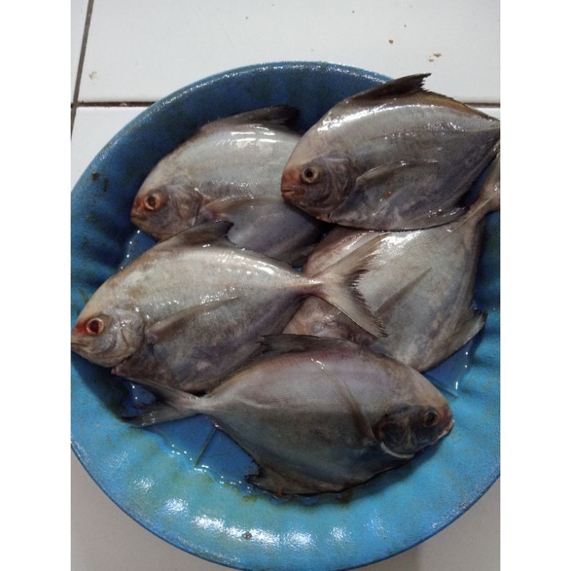 Jual Ikan dorang fresh 500gr | Shopee Indonesia