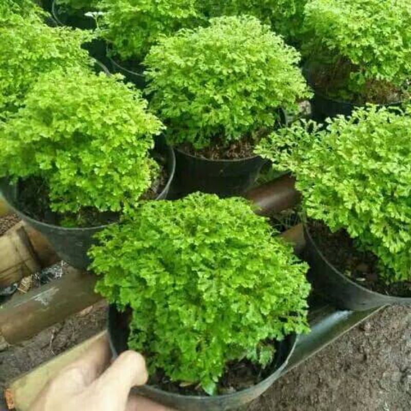 Jual Tanaman Hias Lumut Ambon / Ande - Ande Lumut / Lumut Papua ...