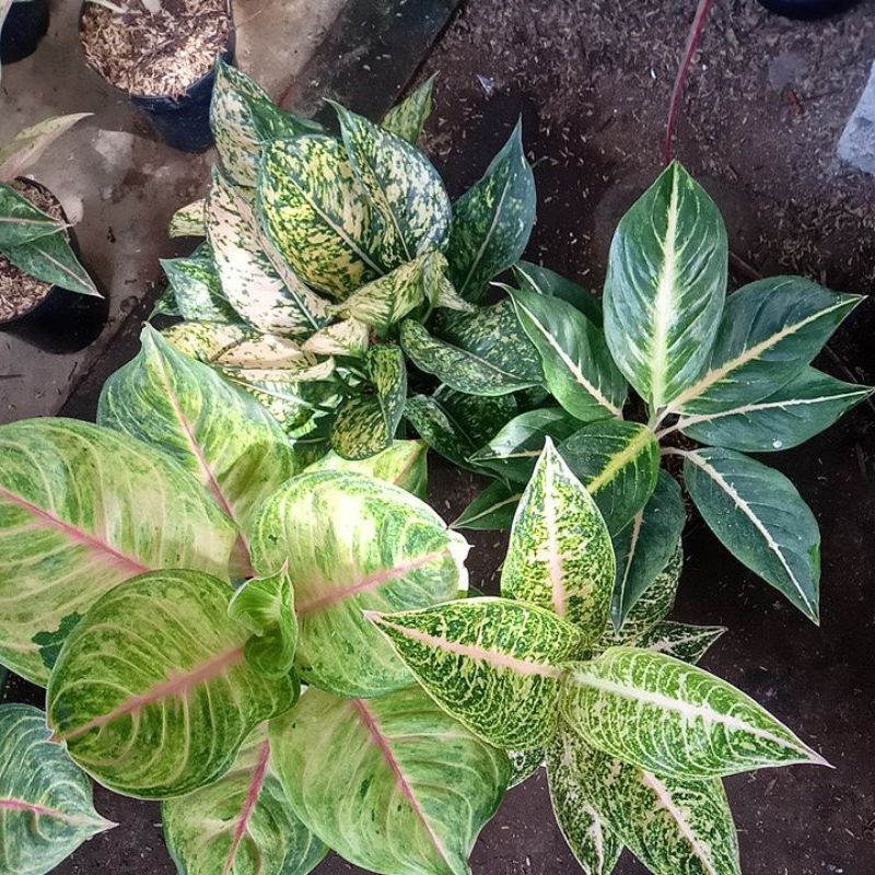 Jual ag Sekar Arum, mutiara Alba,Susan,Rubi oren | Shopee Indonesia