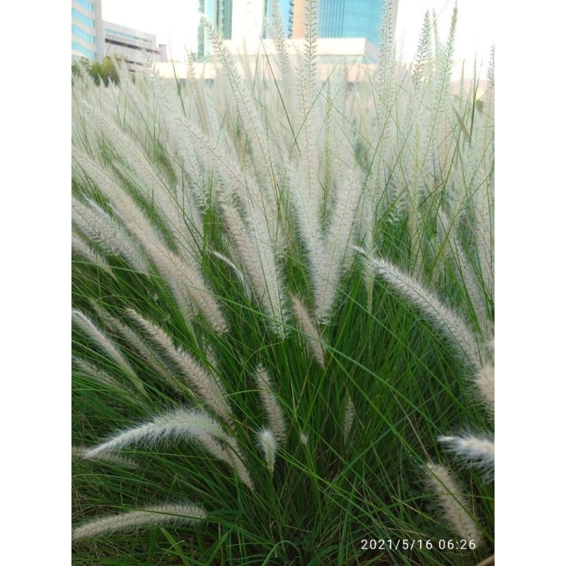 Jual TANAMAN HIAS ALANG ALANG PUTIH / ALANG ALANG EKOR KUDA - TANAMAN ...