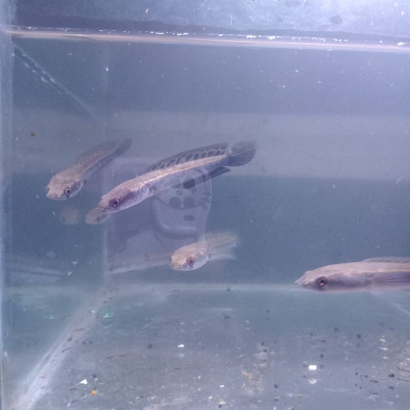 Jual Channa Maru YS Batik Simet (single tank) 8,9,10cm | Shopee Indonesia