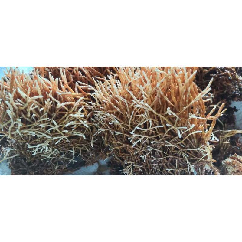 Jual JAMUR JAKABA jamur jakaba biang jakaba 500ml bibit jamur jakaba ...