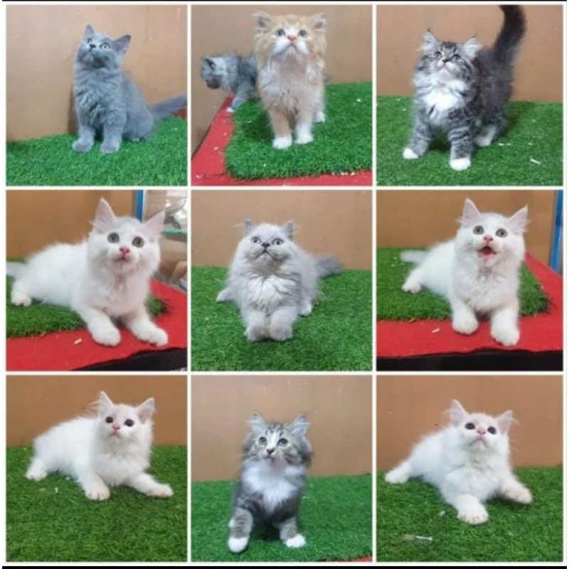 Jual JUAL kucing bulu lebat Persia angora angora ragdol BSH himalaya ...