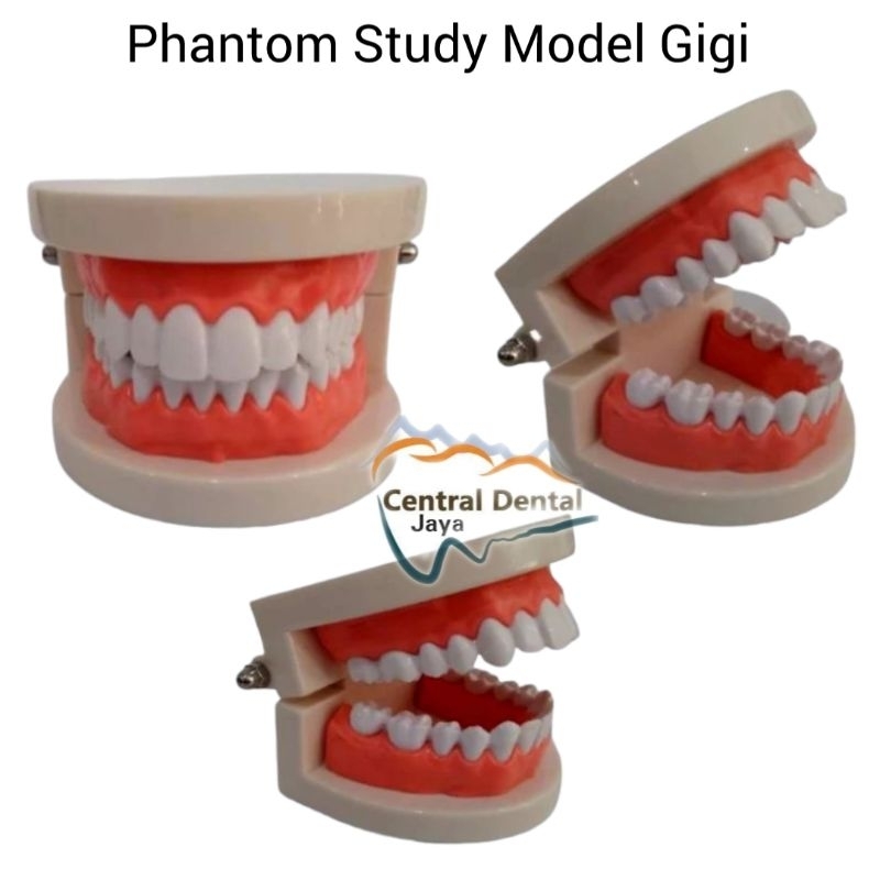 Jual Dental Phantom Study Model Gigi / Pantom Studi Rahang Gigi Tiruan ...