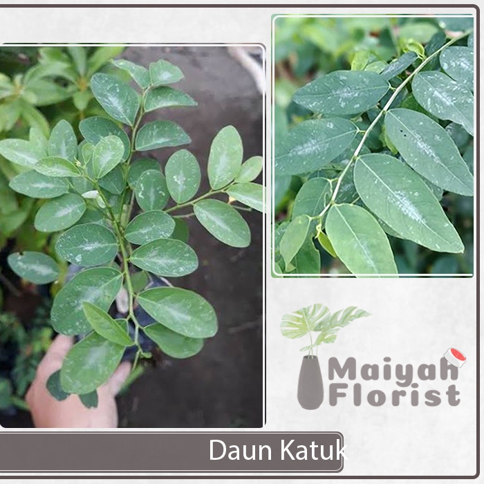Jual Tanaman Herbal Rempah Daun Katuk - Sauropus androgynus | Shopee ...