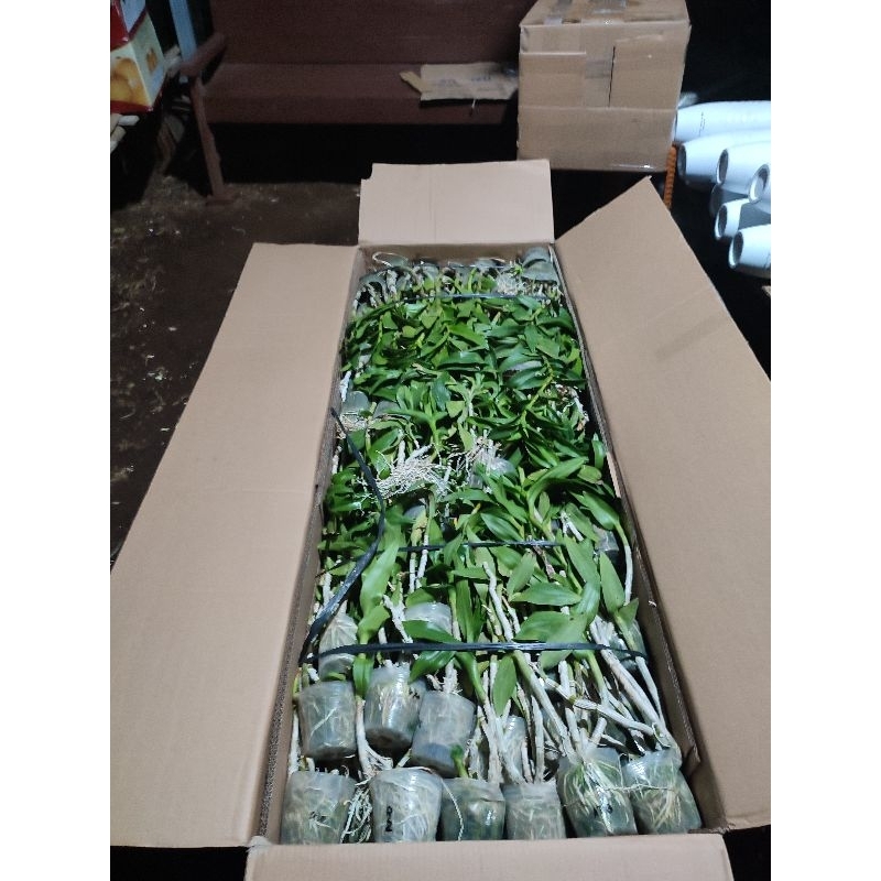Jual Dendrobium Bulat Pasca Bunga Tanaman Tua isi 3 Plant | Shopee ...
