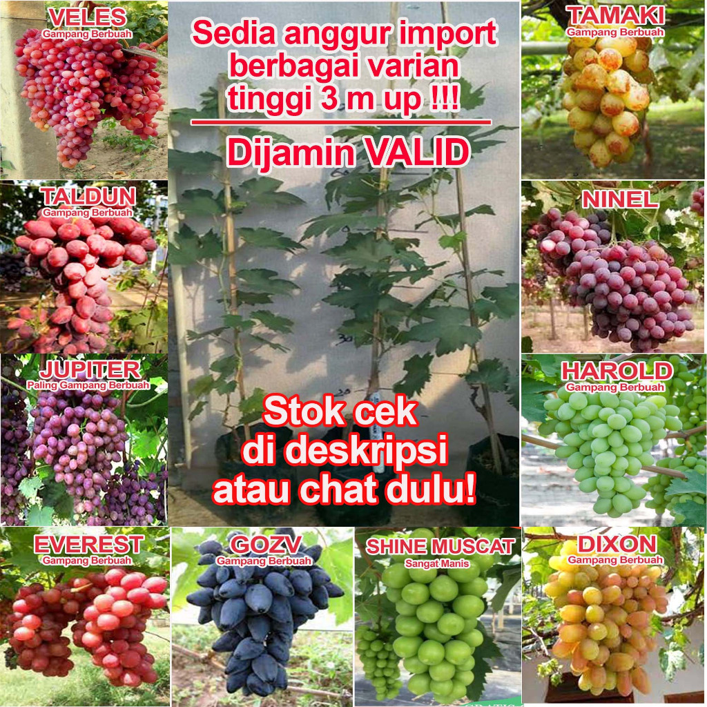 Jual Bibit Tanaman Anggur Import Tinggi 3 m Up ASLI VALID Berbagai ...