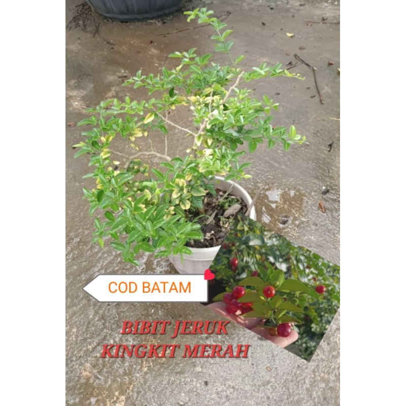 Jual BIBIT JERUK KINGKIT MERAH BONSAI SUDAH MASA BERBUAH ( BATAM ...