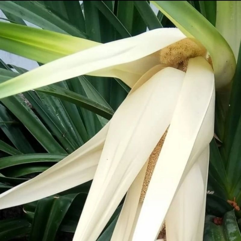 Jual Kembang pandan/Bunga Jaksi Pandan Laut Atau Pandan Duri isi 1pcs ...