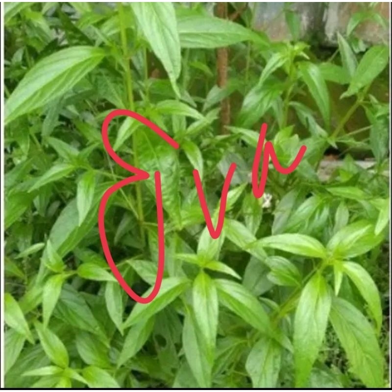Jual Daun sambiloto 1 kg | Shopee Indonesia
