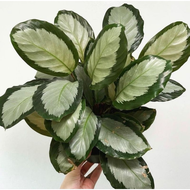 Jual Tanaman Hias Calathea Dark star / pohon hias Calathea hidup ...