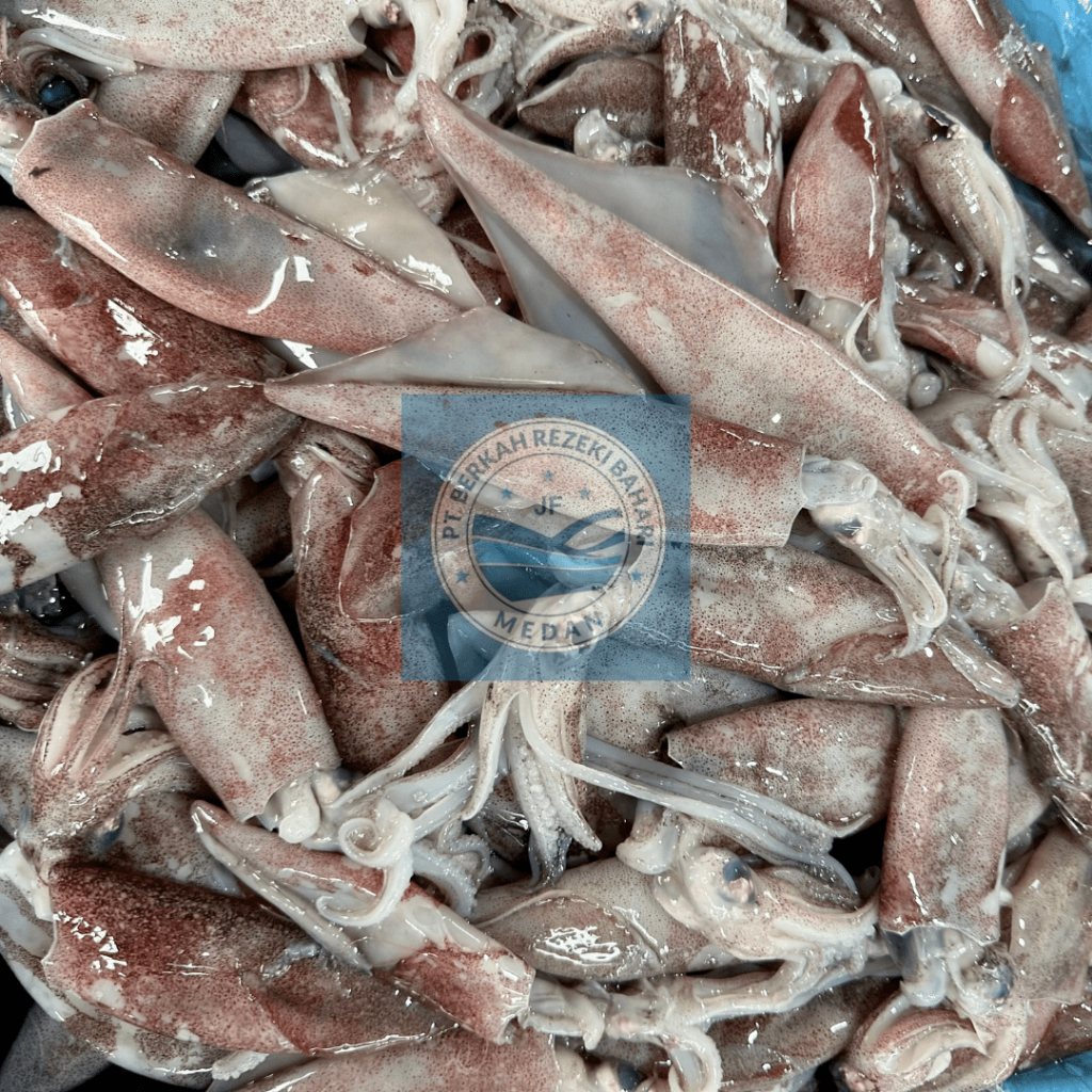 Jual Cumi Cumi Segar per kg | Shopee Indonesia