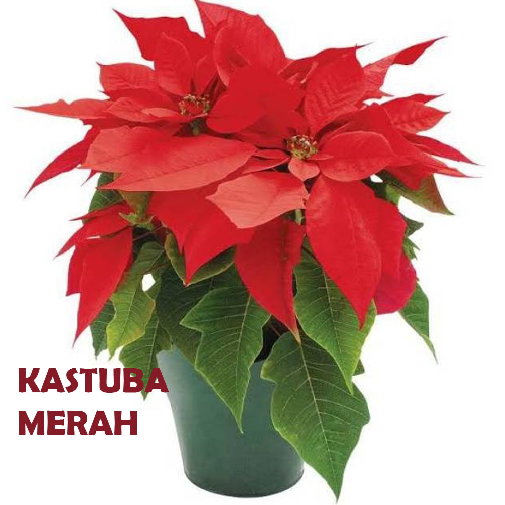 Jual Tanaman hias Kastuba IMPORT - Dari petani | Shopee Indonesia