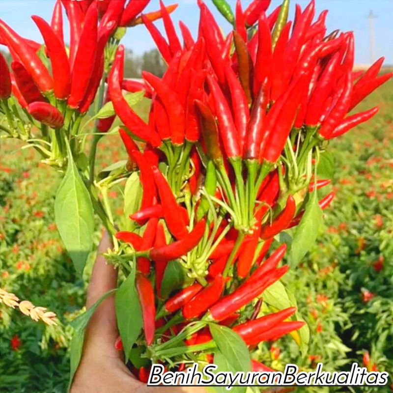 Jual 50 Biji Cabe Tumpuk Jepang |Cabai Rawit Red Cluster Pepper Seeds ...