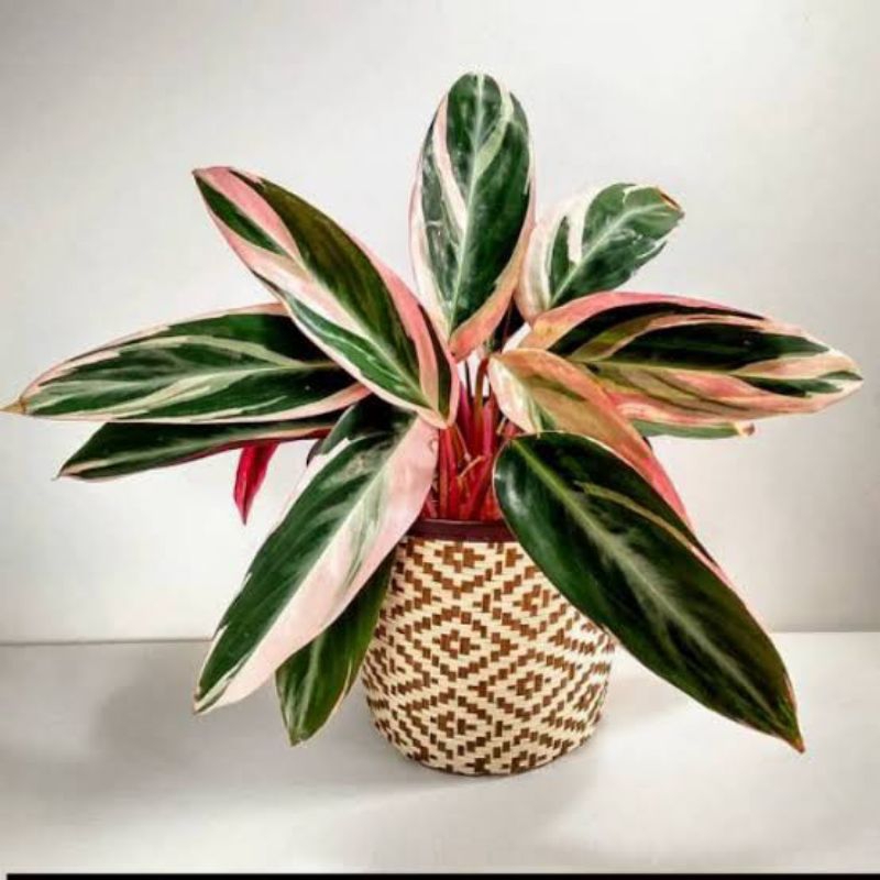 Jual (BISA COD) PROMO! Tanaman Hias Calathea Meranti Bali daun rimbun ...