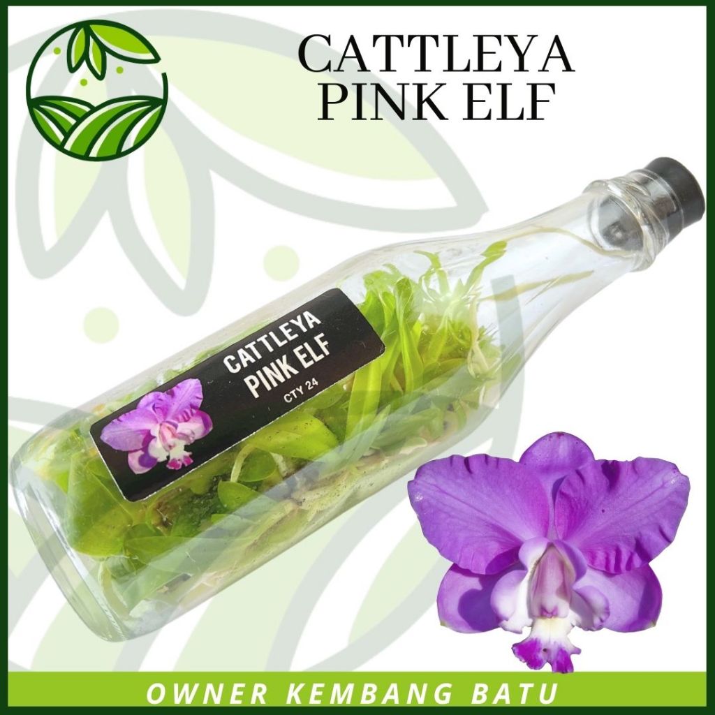Jual Bibit Anggrek Botol Cattleya Bunga Jumbo PINK ELF Koleksi Langka ...