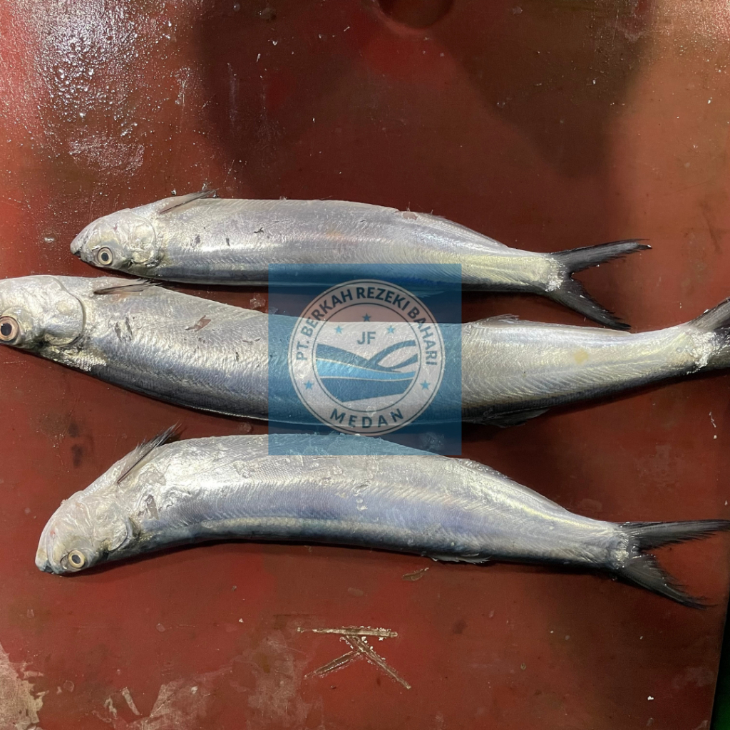 Jual Ikan Parang Parang Segar per kg | Shopee Indonesia