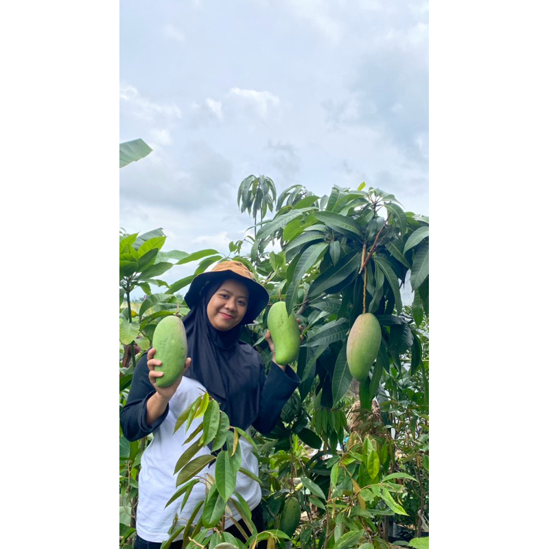 Jual Buah Mangga Kiojay Thailand Jumbo Manis Fresh Petik dari Kebun 1kg ...