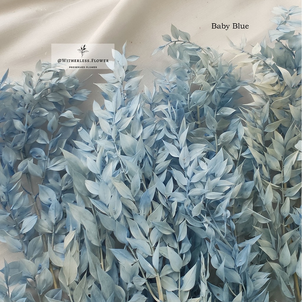 Jual 50 gr Preserved Ruscus Ruskus / Dried Flower Awetan / Bunga Kering ...