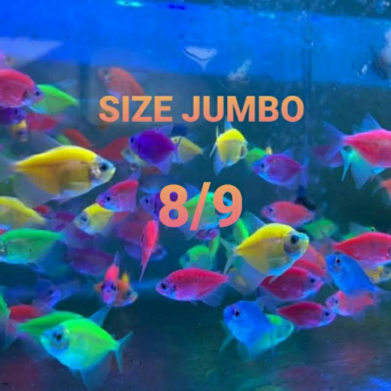 Jual ikan hias fish tetra neon / ikan fish neon tetra / ikan warna ...