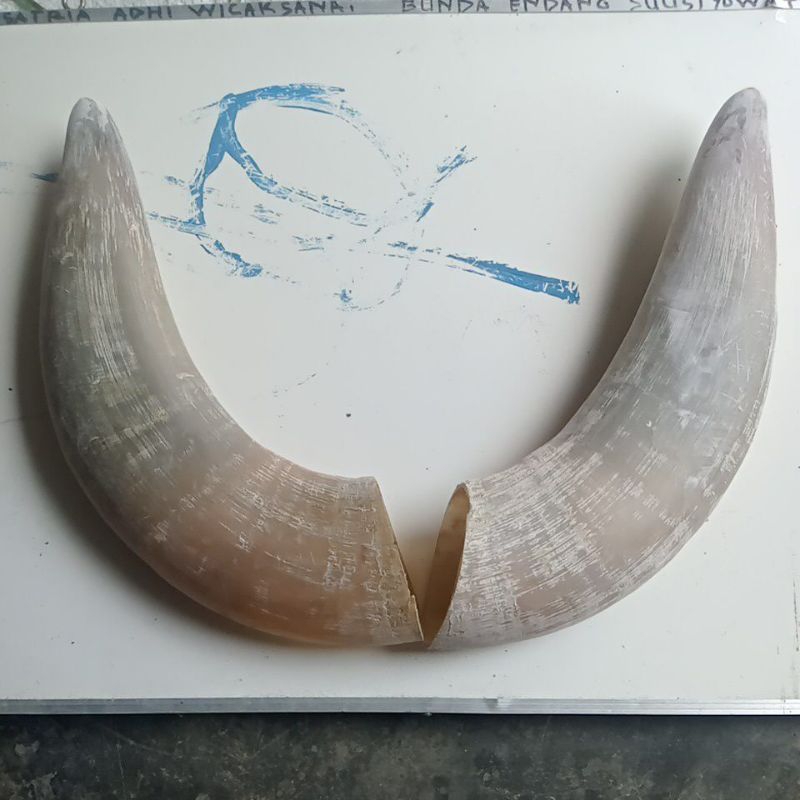 Jual tanduk sapi bule 1 pasang ( speak gagang ) | Shopee Indonesia
