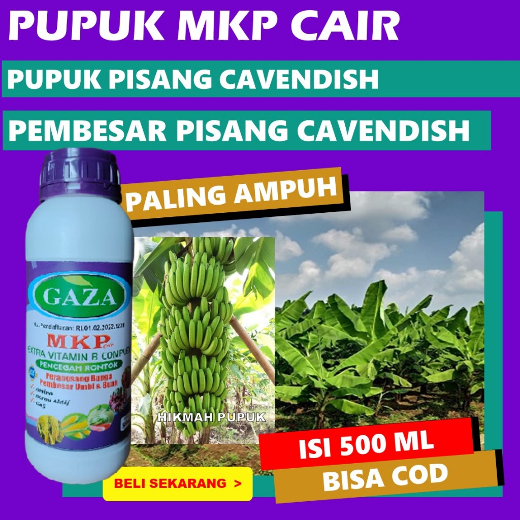 Jual OBAT ORGANIK TANAMAN PISANG CAVENDISH MELEBATKAN BUAH PISANG HASIL PANEN BANYAK MKP CAIR ...