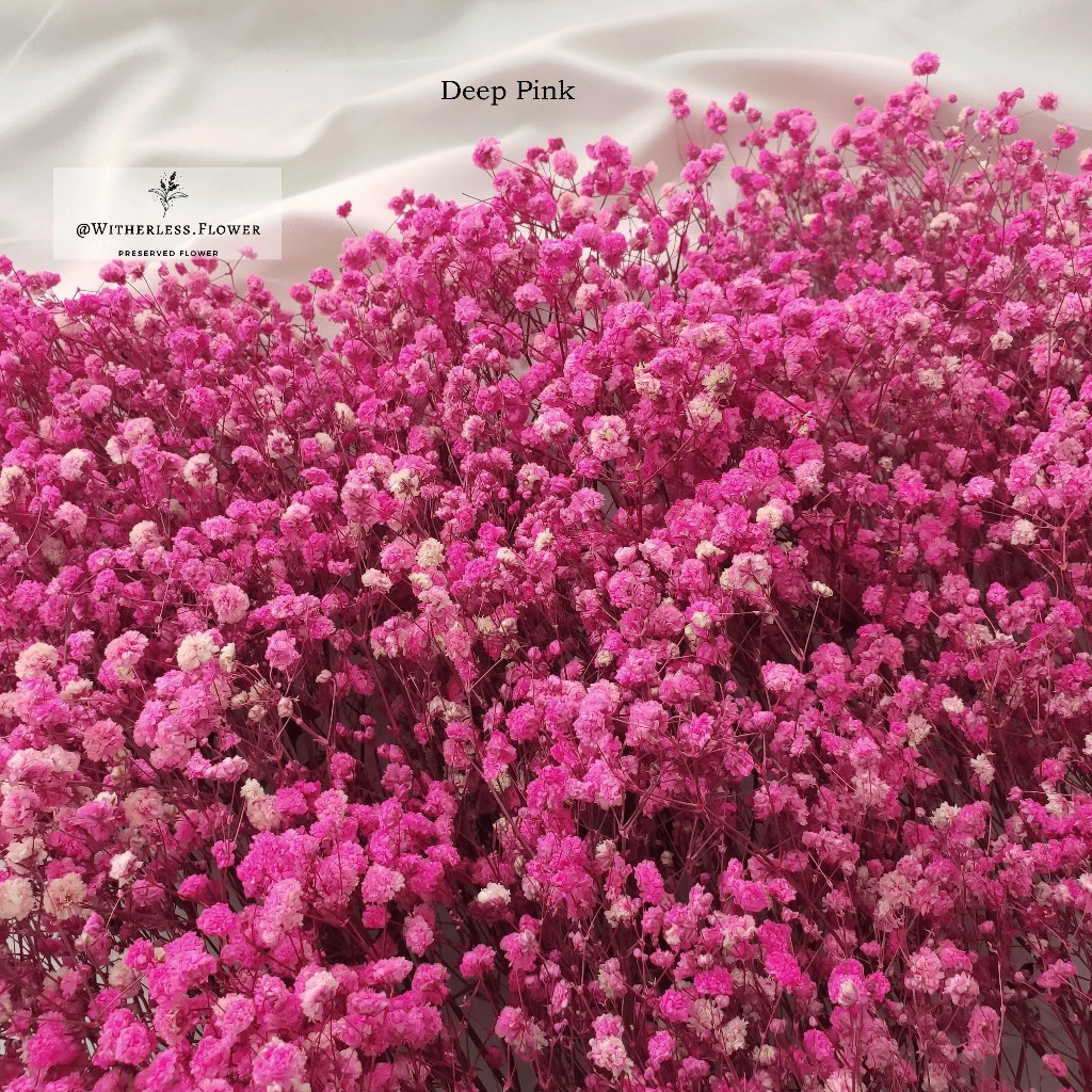 Jual 5 gr Preserved Baby's Breath Mini / Dried Flower Awetan / Bunga ...