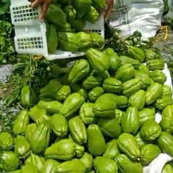 Jual labu Siam segar waluh super 1 kg langsung petik dari kebun ...