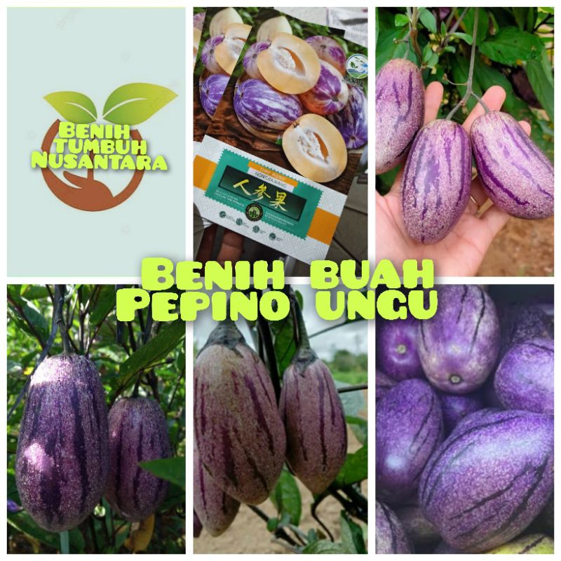 Jual BIJI/BENIH BUAH PEPINO UNGU IMPOR F1 | Shopee Indonesia