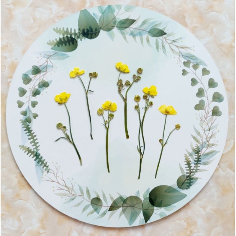 Jual Pressed Ranunculus Flower - Bunga Kering - Pressed flower - Flower ...