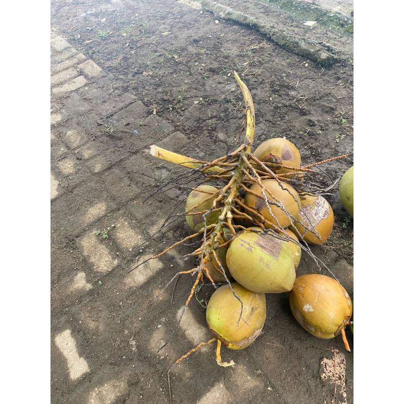Jual BUAH KELAPA GADING SEGAR 1 BUAH | Shopee Indonesia
