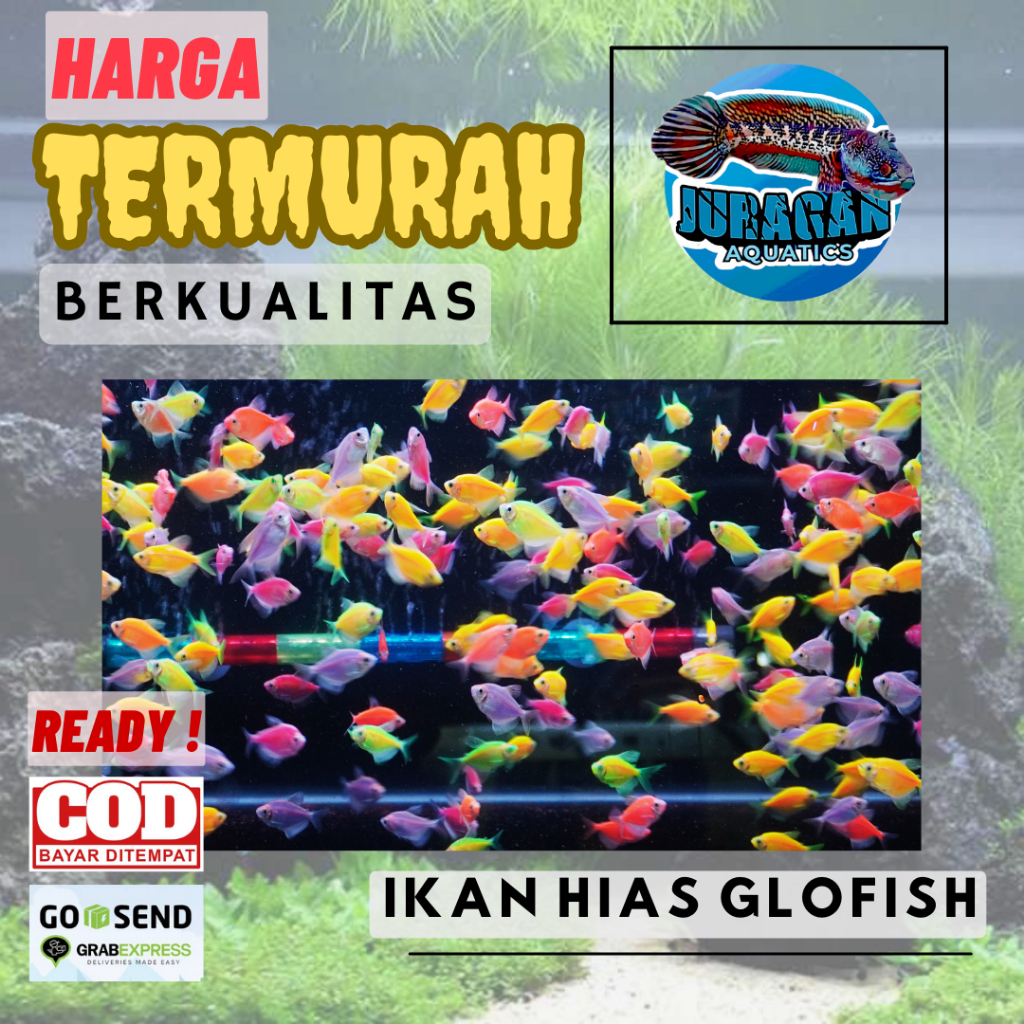 Jual Ikan Hias Aquarium Glowfish Warna-Warni - Ikan Glow fish Hias air ...